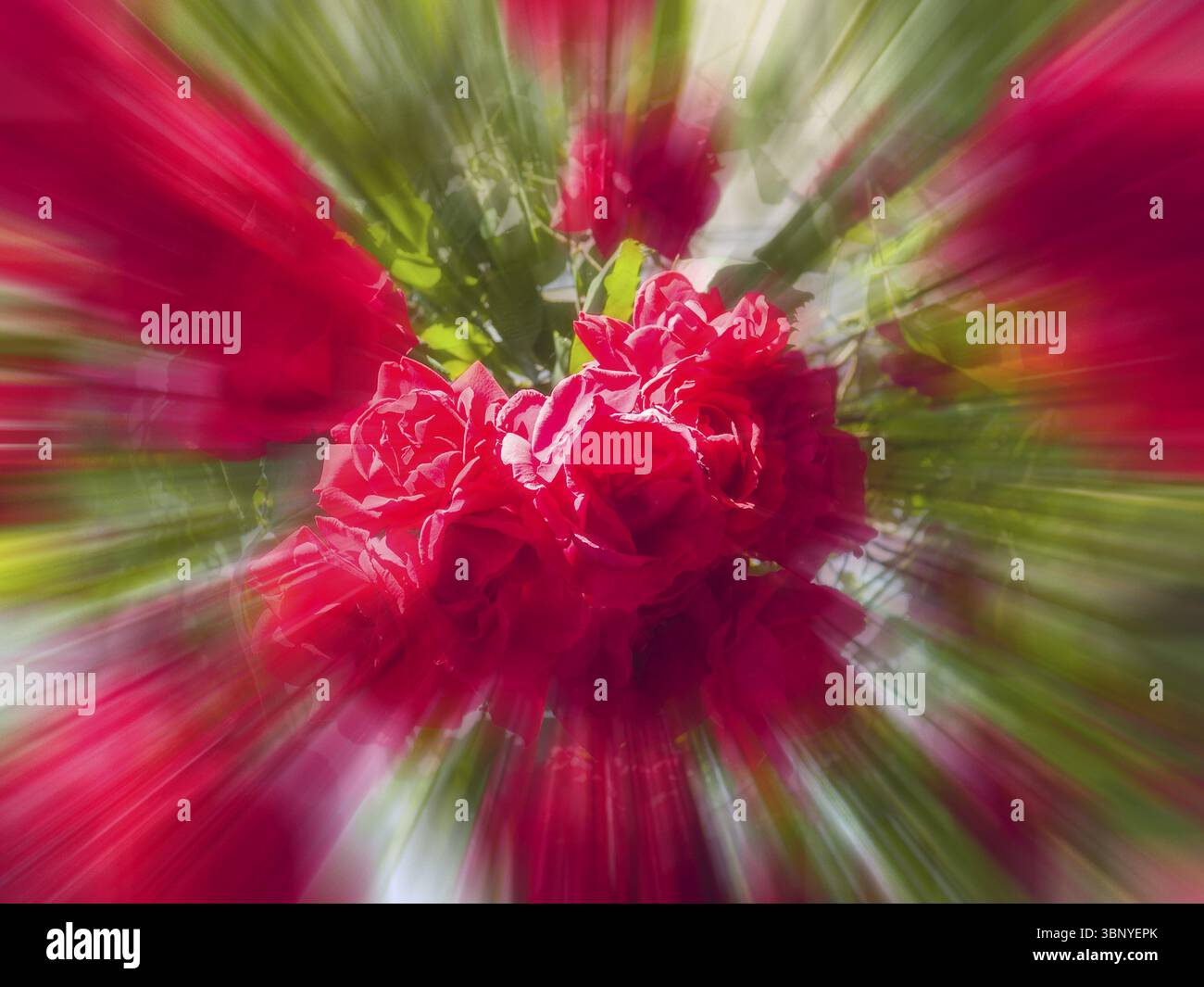 Red roses, hybrid rose (Rosa hybrida), zoom effect Stock Photo - Alamy