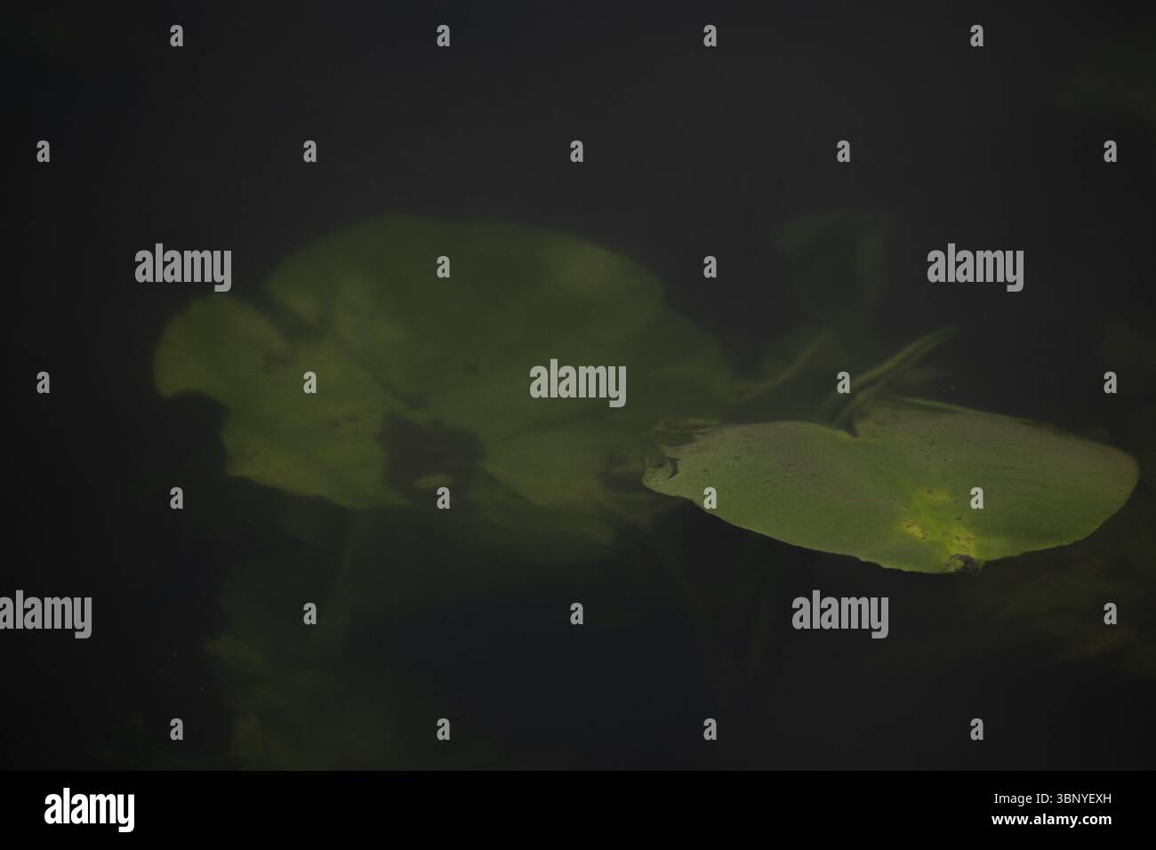 Nature photograph of a leaf of a water lily (Nymphaea) just below the water surface, nature ...