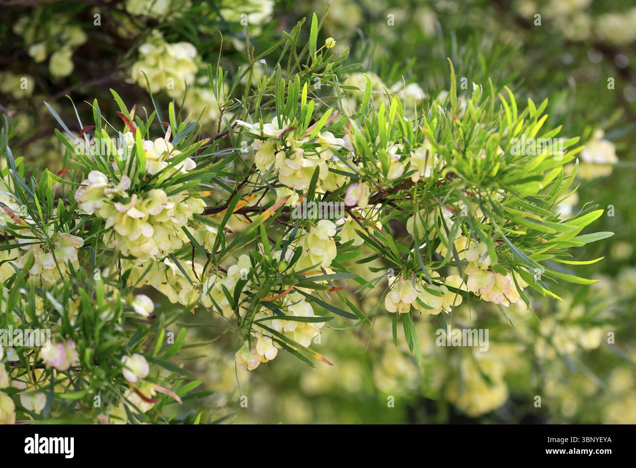Dodonaea thunbergiana, tree, flowering, flowers, plant, Karoo Desert ...