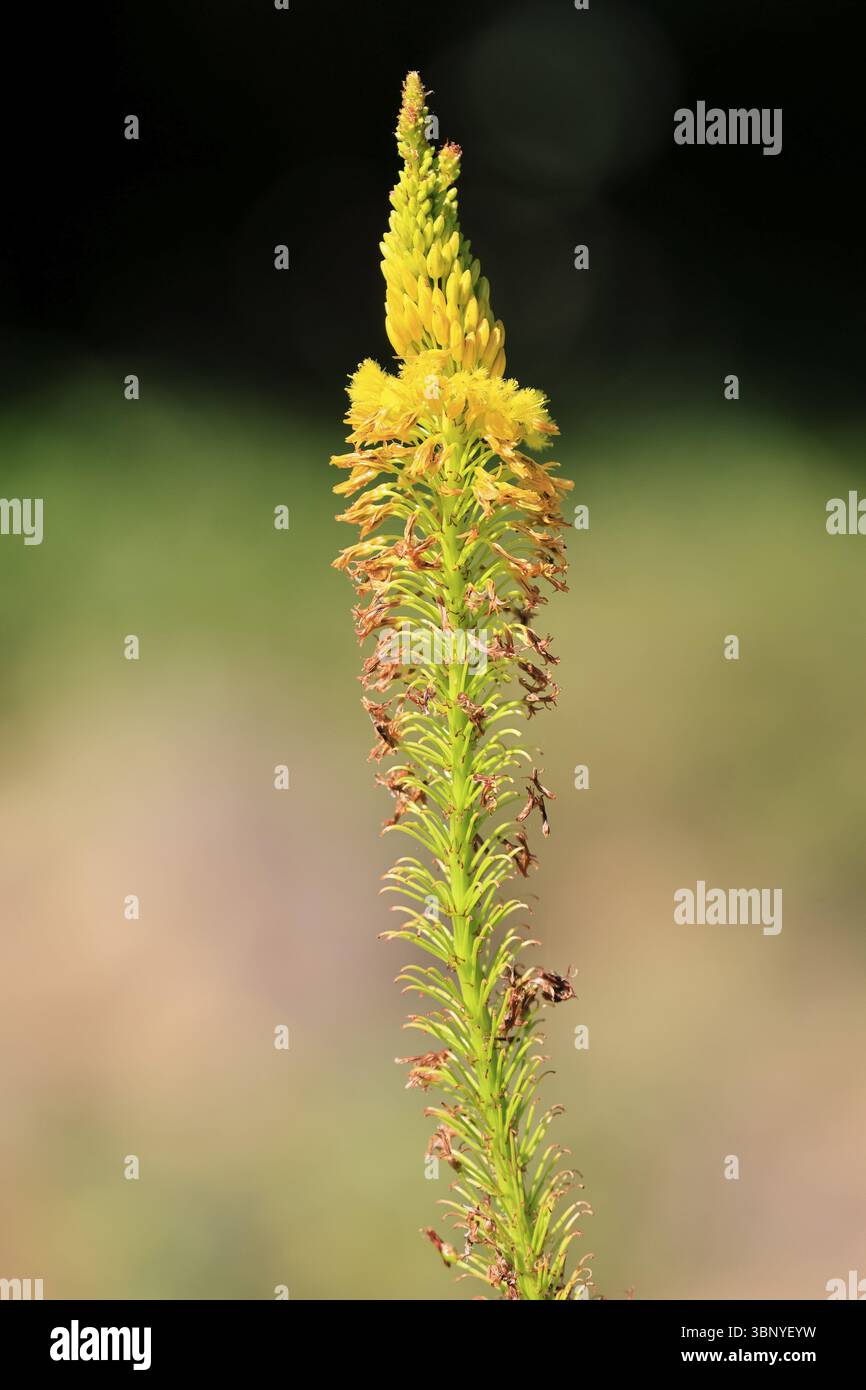 Bulbine latifolia, red root, Kirstenbosch Botanical Gardens, Cape Town ...