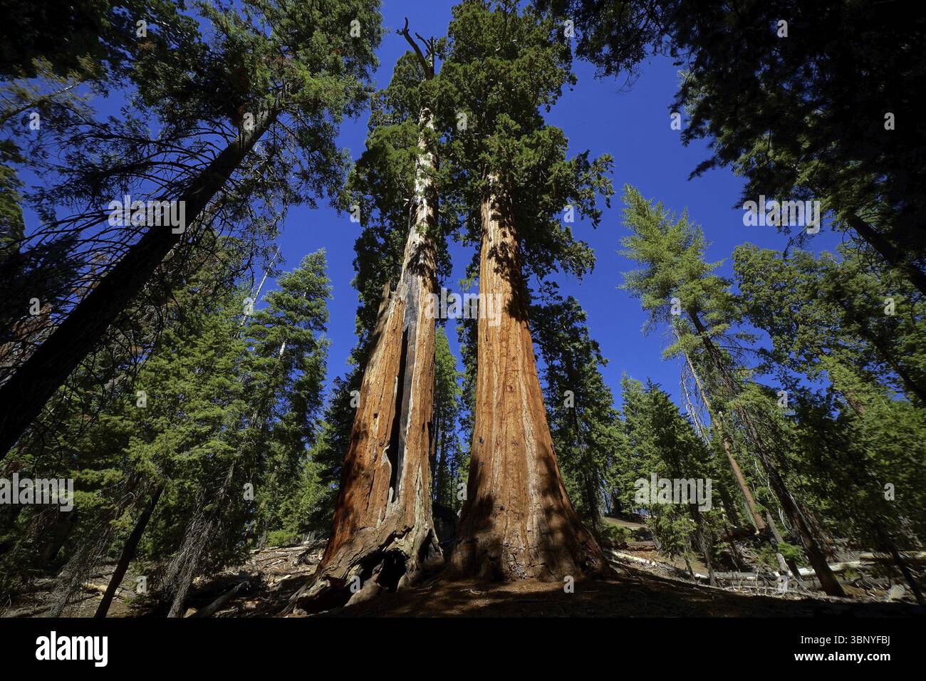 USA, California, Sequoia National Park, plant, tree, trees, giant ...