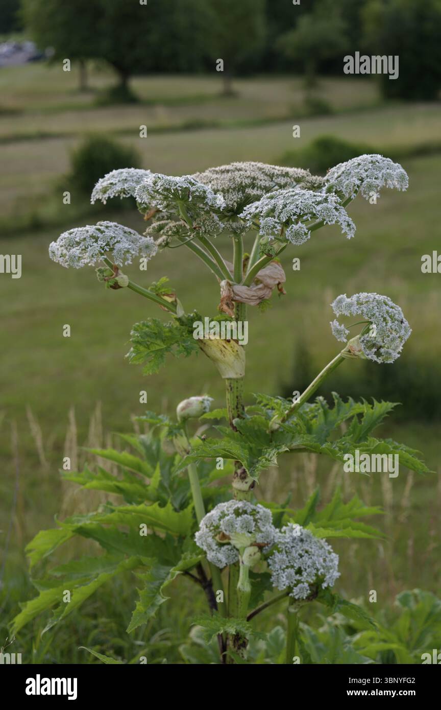 Giant hogweed (Heracleum mantegazzianum), invasive neophyte, poison ...