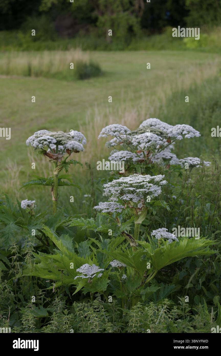 Giant hogweed (Heracleum mantegazzianum), invasive neophyte, poison ...