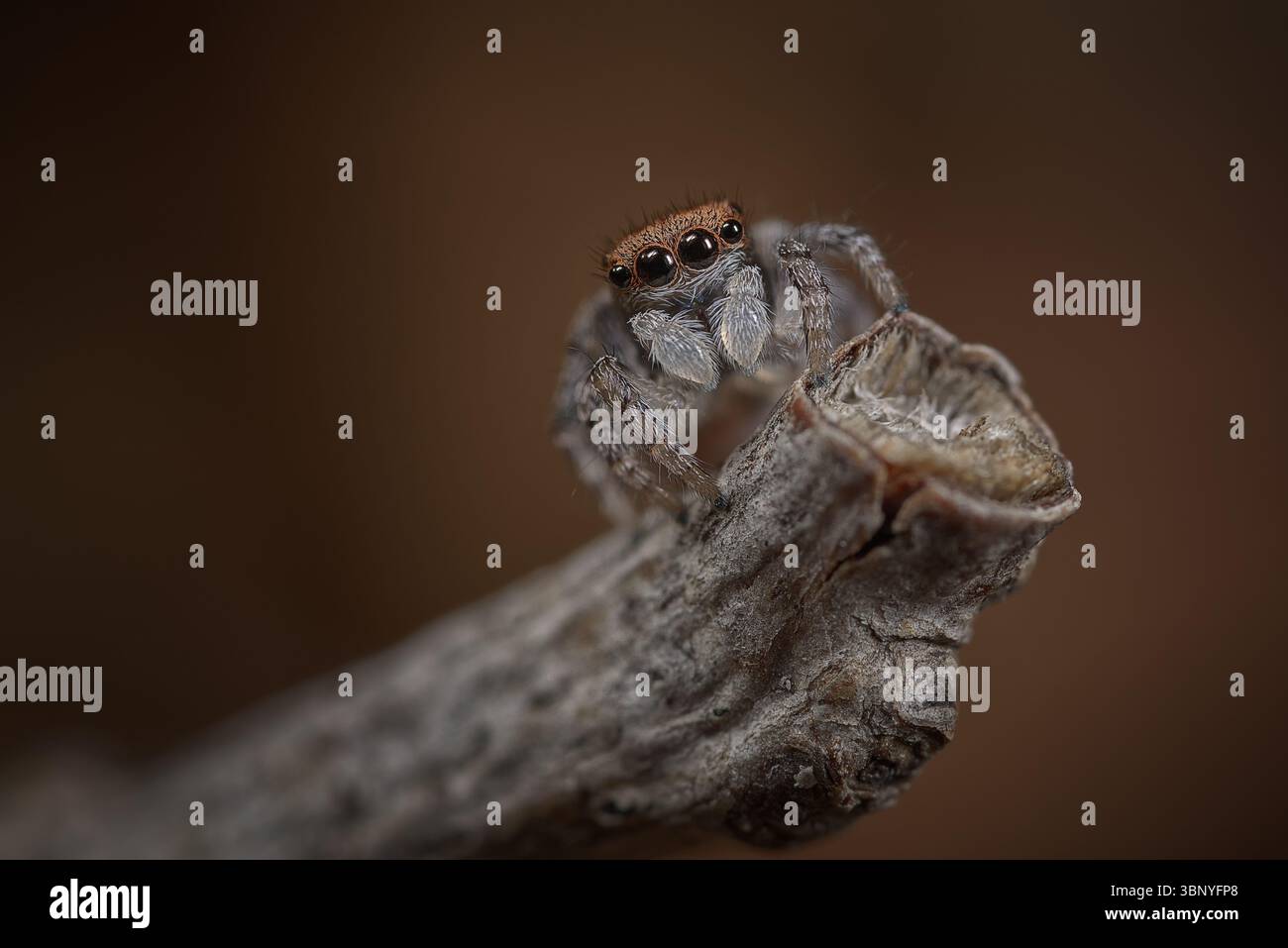 An immature male Peacock spider (Maratus clupeatus). The pattern of his ...