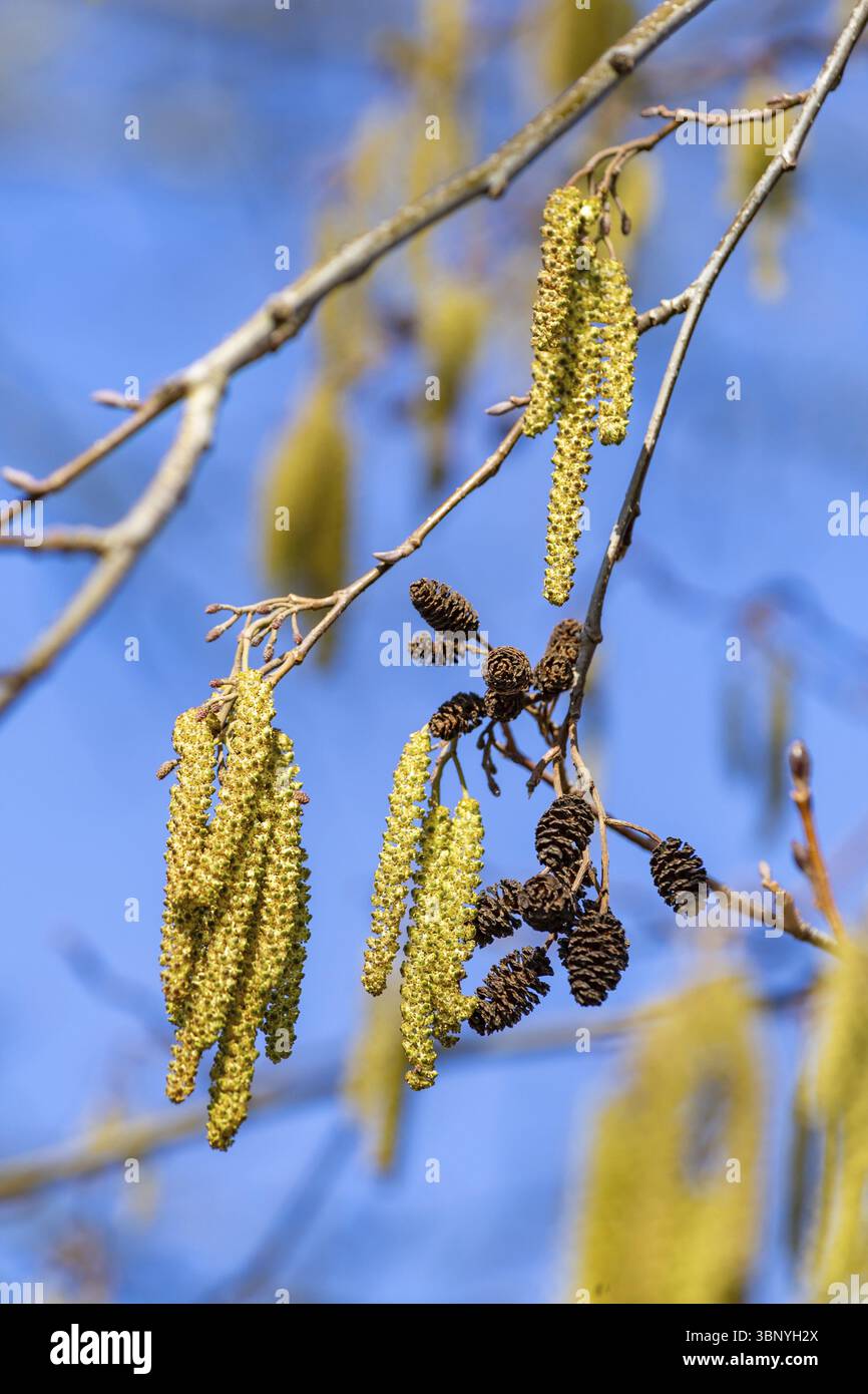 Yellow blooming hazel catkins on a tree branch during spring season ...