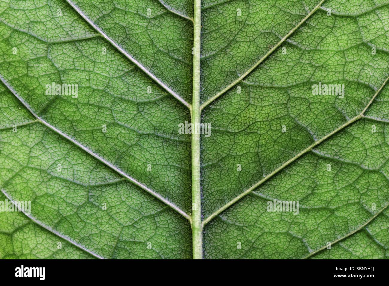 Abstract macro detail leaf hi-res stock photography and images - Alamy