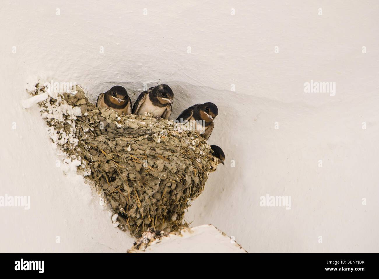 Nest with four young barn swallows, Latin name Hirundo rustica Stock ...