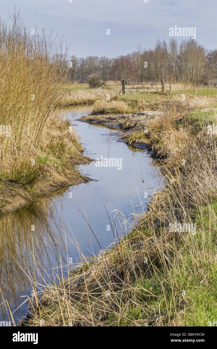 Panorama with reed fields along a dike near Amersfoort in the ...