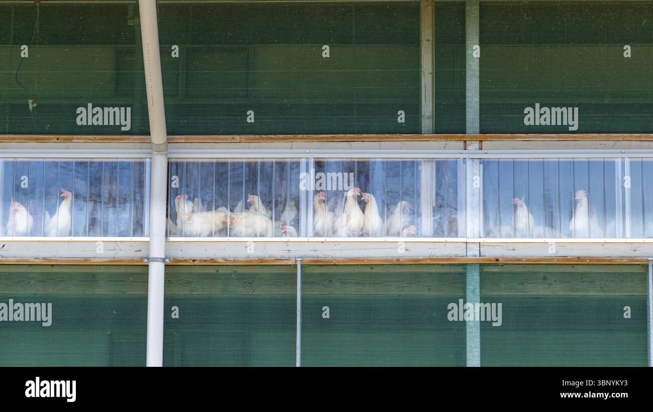 Large chicken farm with indoor facilites for poulry breeding and egg ...
