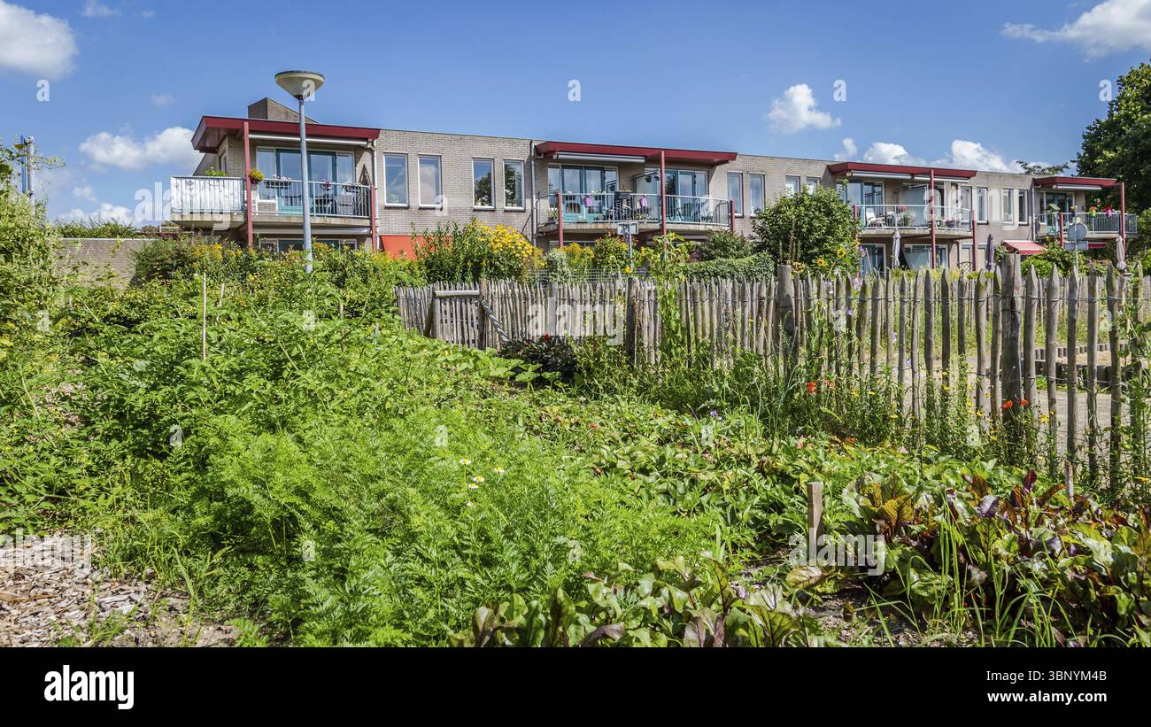 Urban greening in a social community garden beside apartment building ...