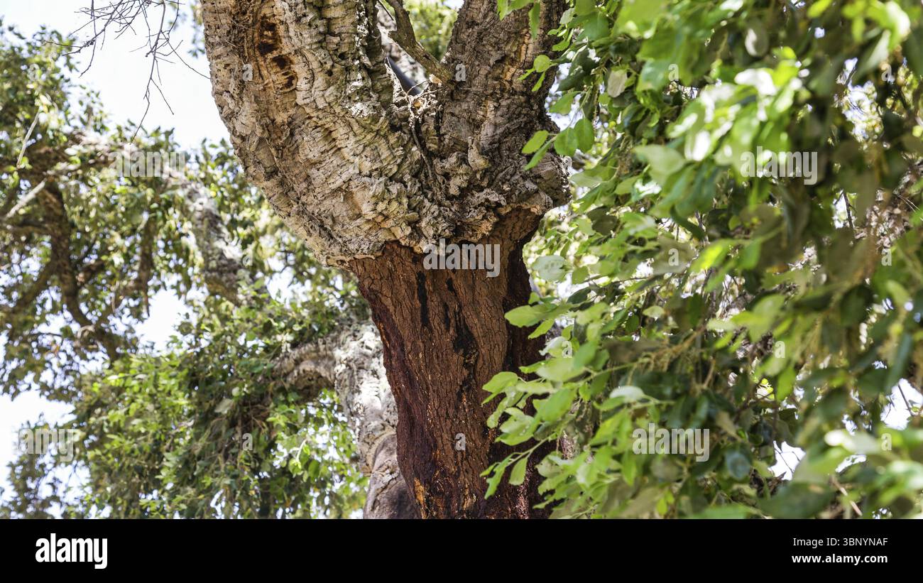 Cork tree in Monchique mountains in the Algarve in Portugal Stock Photo ...