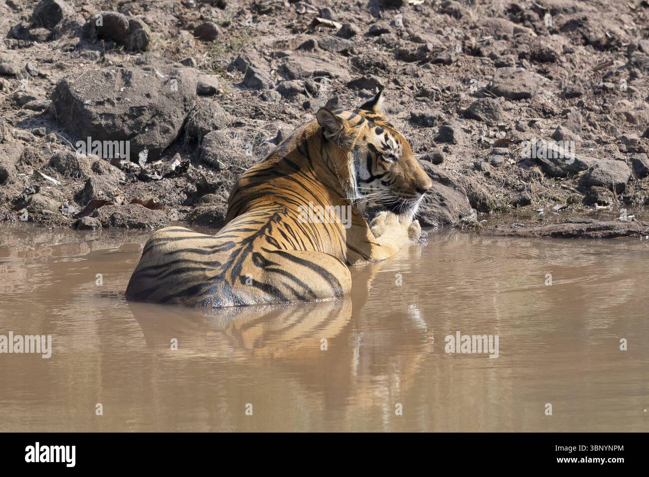 Tiger (Panthera tigris), Bengal tiger or Indian tiger, big cat ...