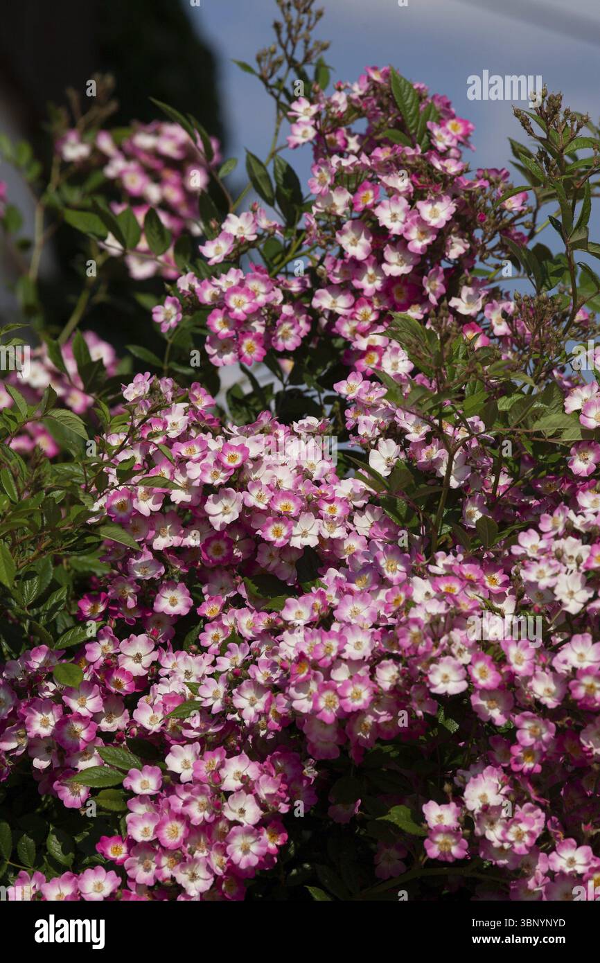 Garden roses, Shrub rose Stock Photo - Alamy