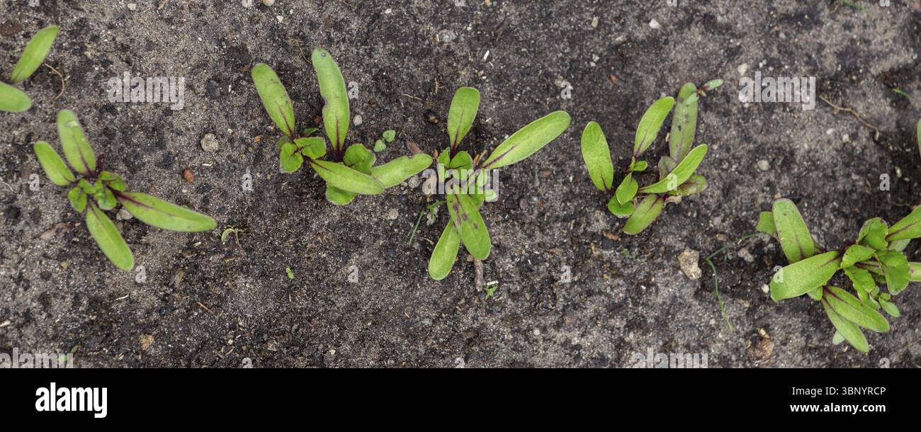 Small beetroot seedlings in the vegetable garden, Ede, Netherlands ...