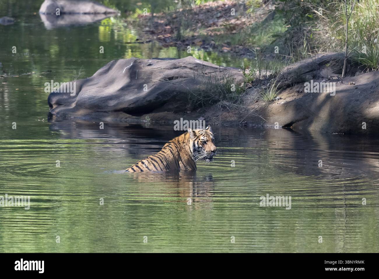 Tiger (Panthera tigris), Bengal tiger or Indian tiger, big cat ...