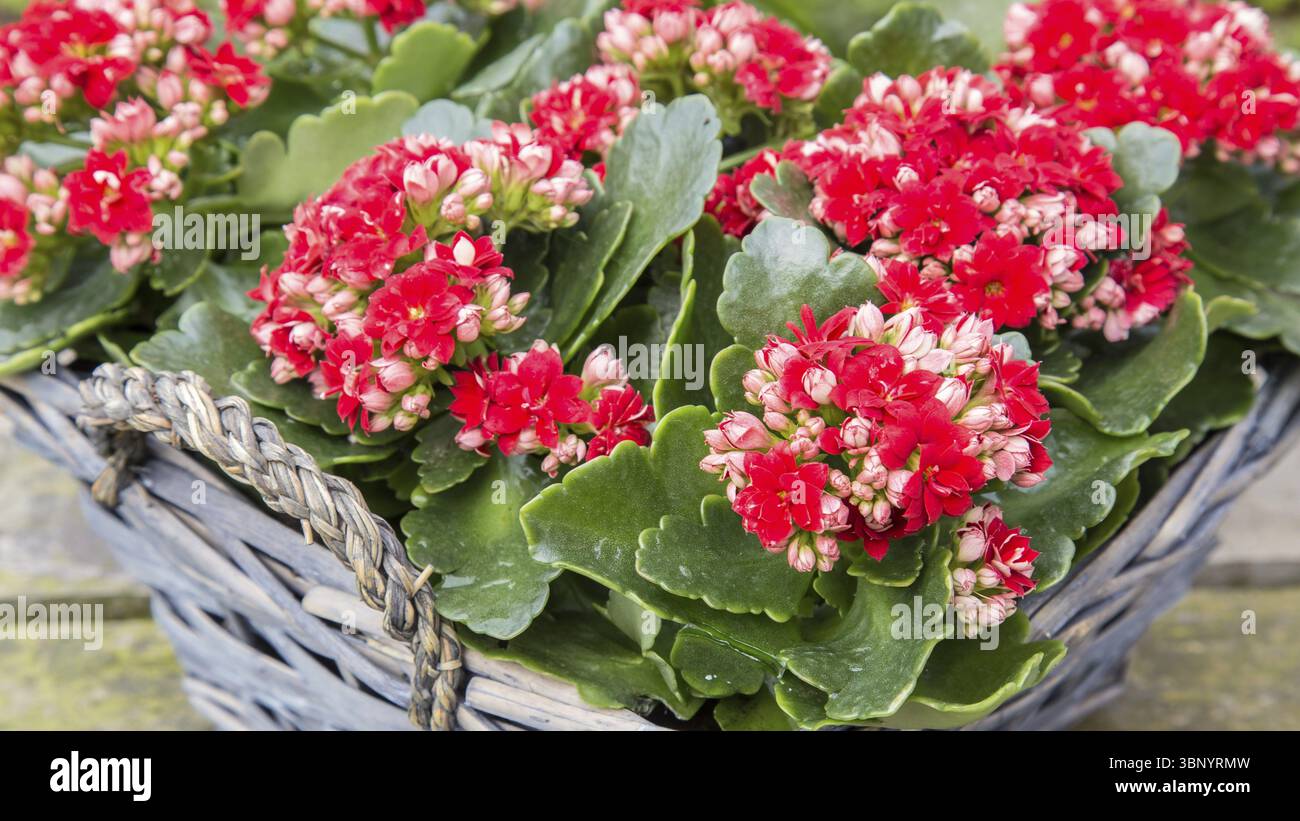 Red blooming begonia flowers in a reed flower pot outdoor Stock Photo ...