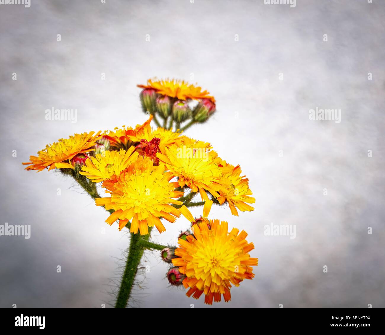 The Bright Orange Flower Head of Pilosella Aurantiaca (Fox and Cubs ...