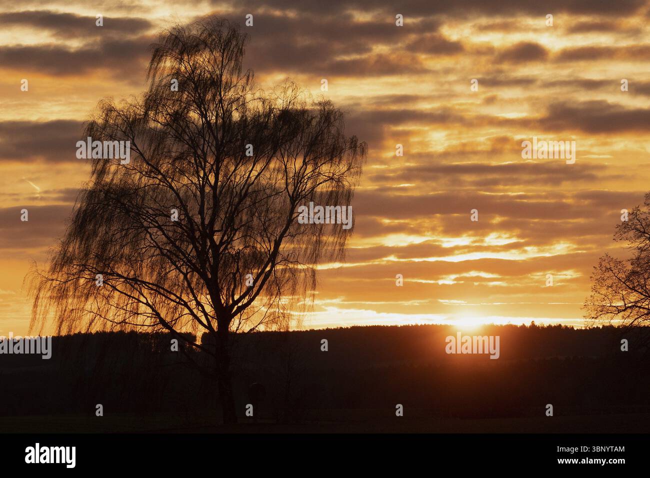 Dawn tree with rising yellow sun with rays in front of reddish-brown ...