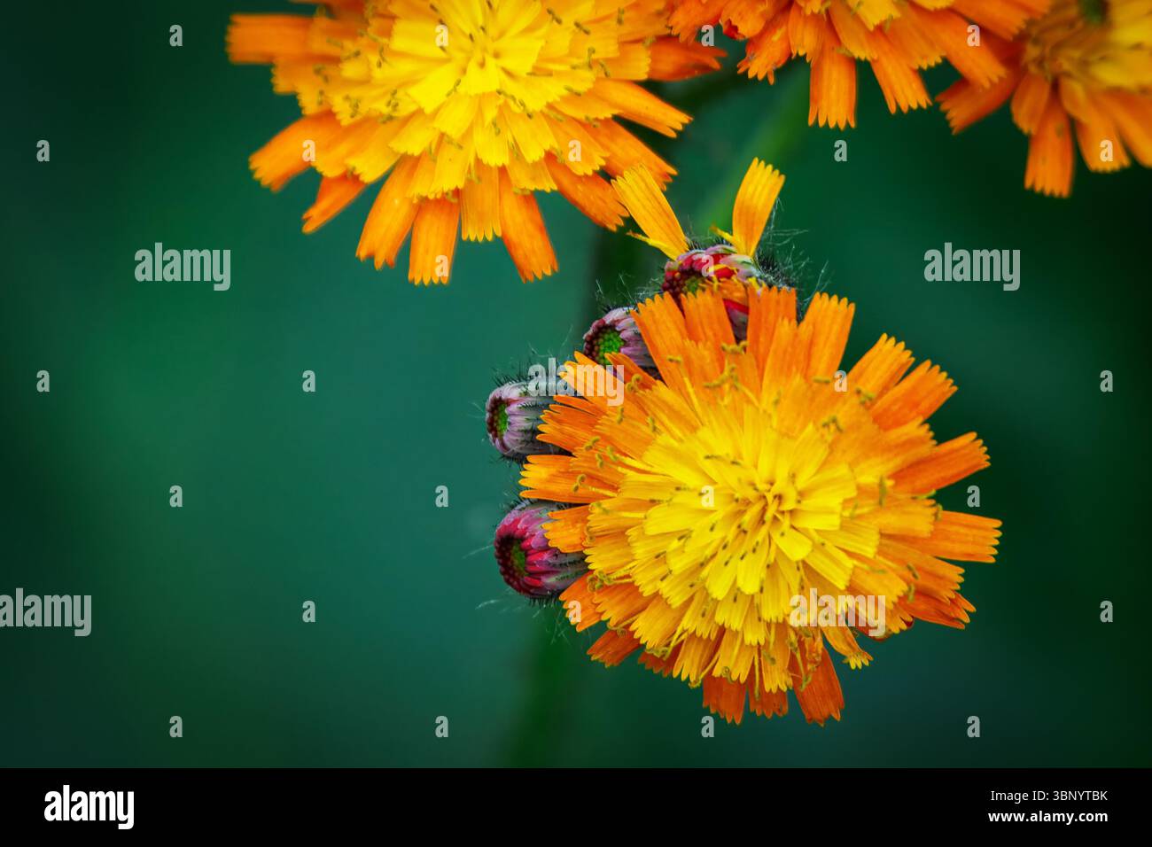 The Bright Orange Flower Head of Pilosella Aurantiaca (Fox and Cubs ...