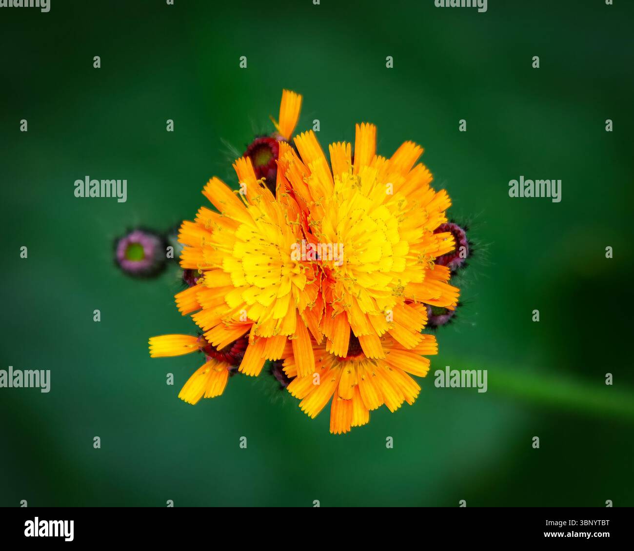 The Bright Orange Flower Head of Pilosella Aurantiaca (Fox and Cubs ...