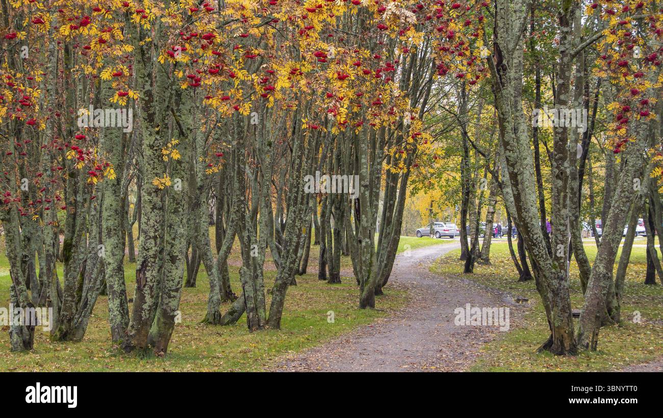 Path through rowan berry trees in Helsinki, Finland, Europe Stock Photo ...