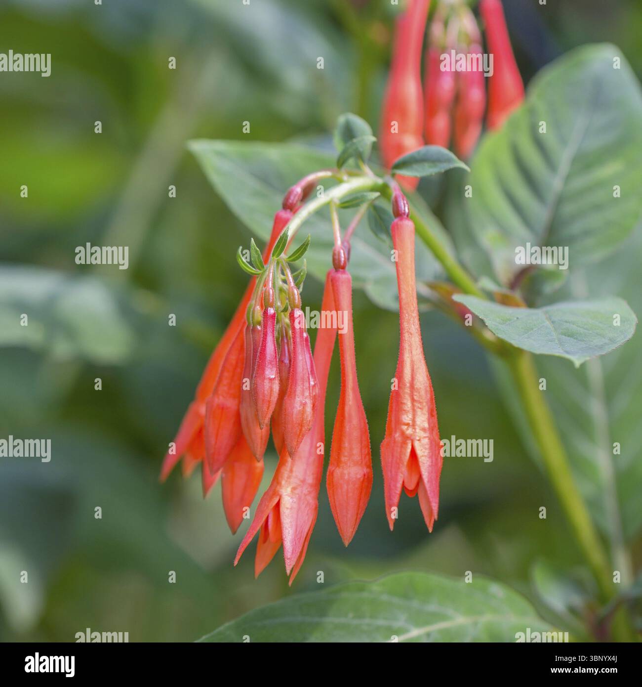 Closeup orange hanging cape hi-res stock photography and images - Alamy