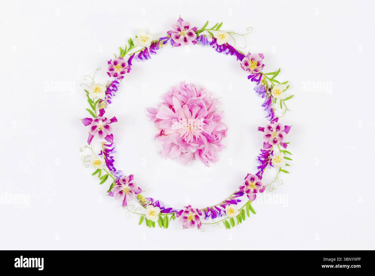 Pfingst rose hi-res stock photography and images - Alamy