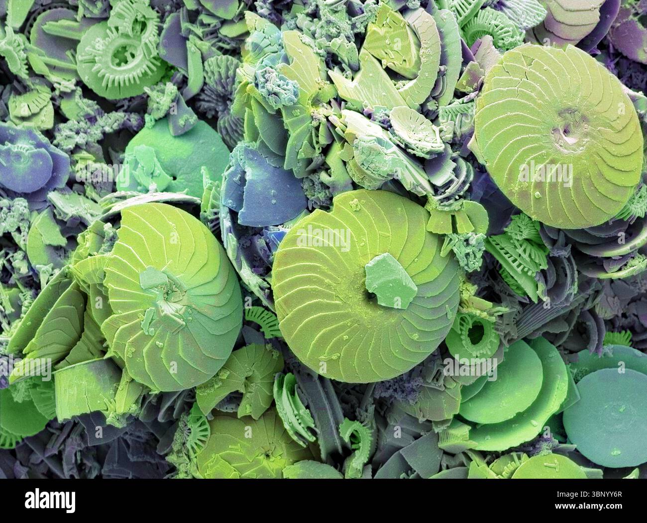 Coccoliths. Scanning electron micrograph (SEM) of coccoliths from ...