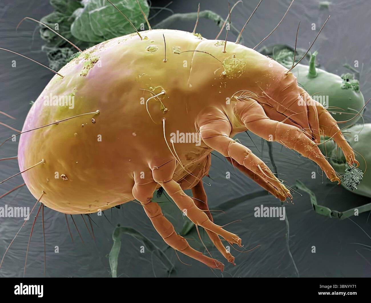 Dust mite. Coloured scanning electron micrograph (SEM) of a house dust ...