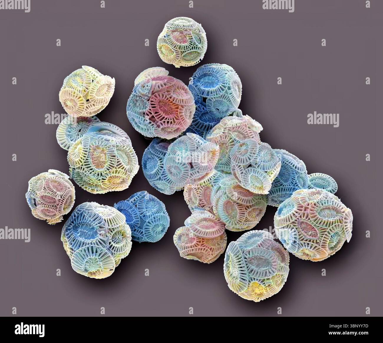 Coccolithophore hi-res stock photography and images - Alamy