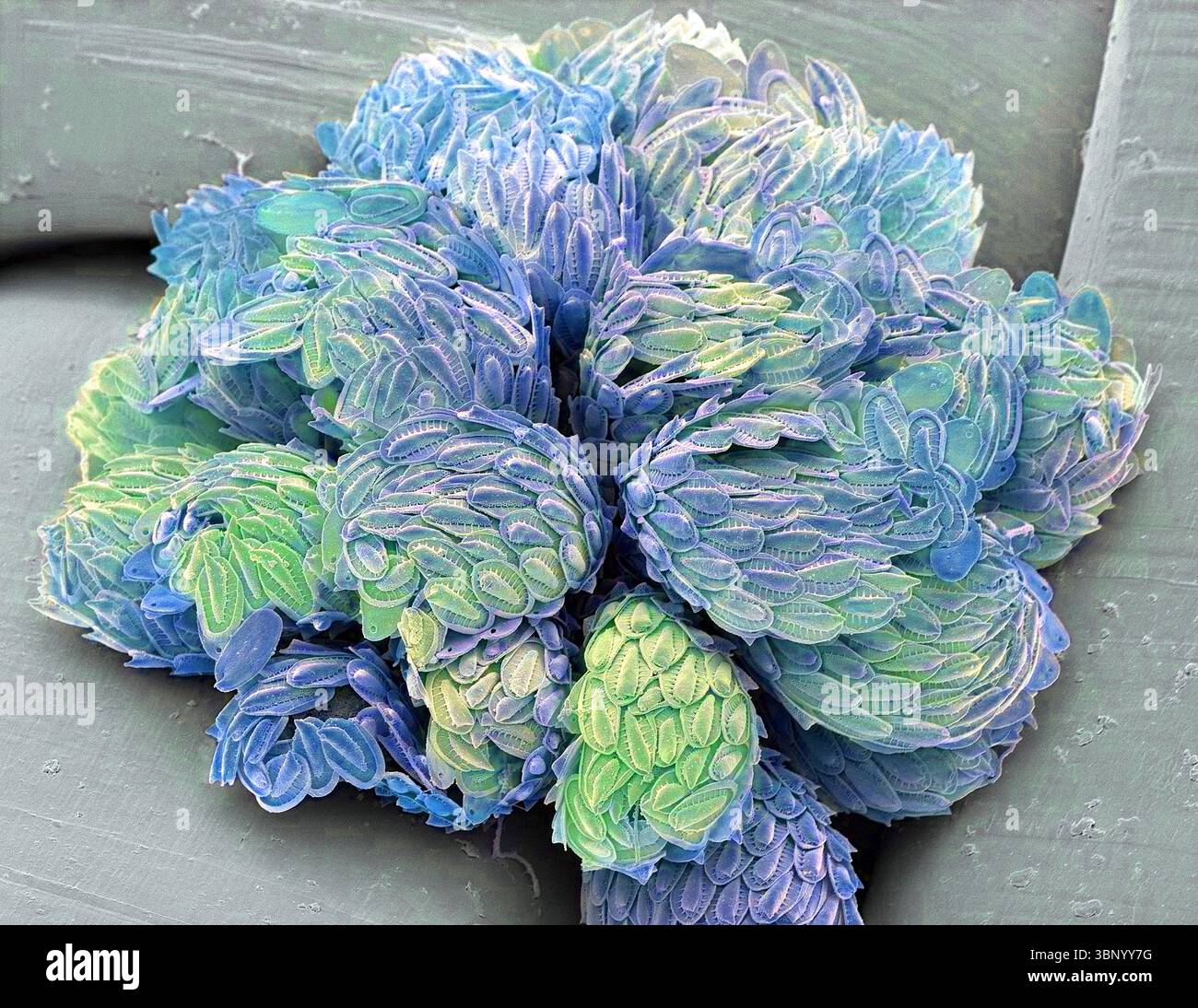 Golden algae hi-res stock photography and images - Alamy