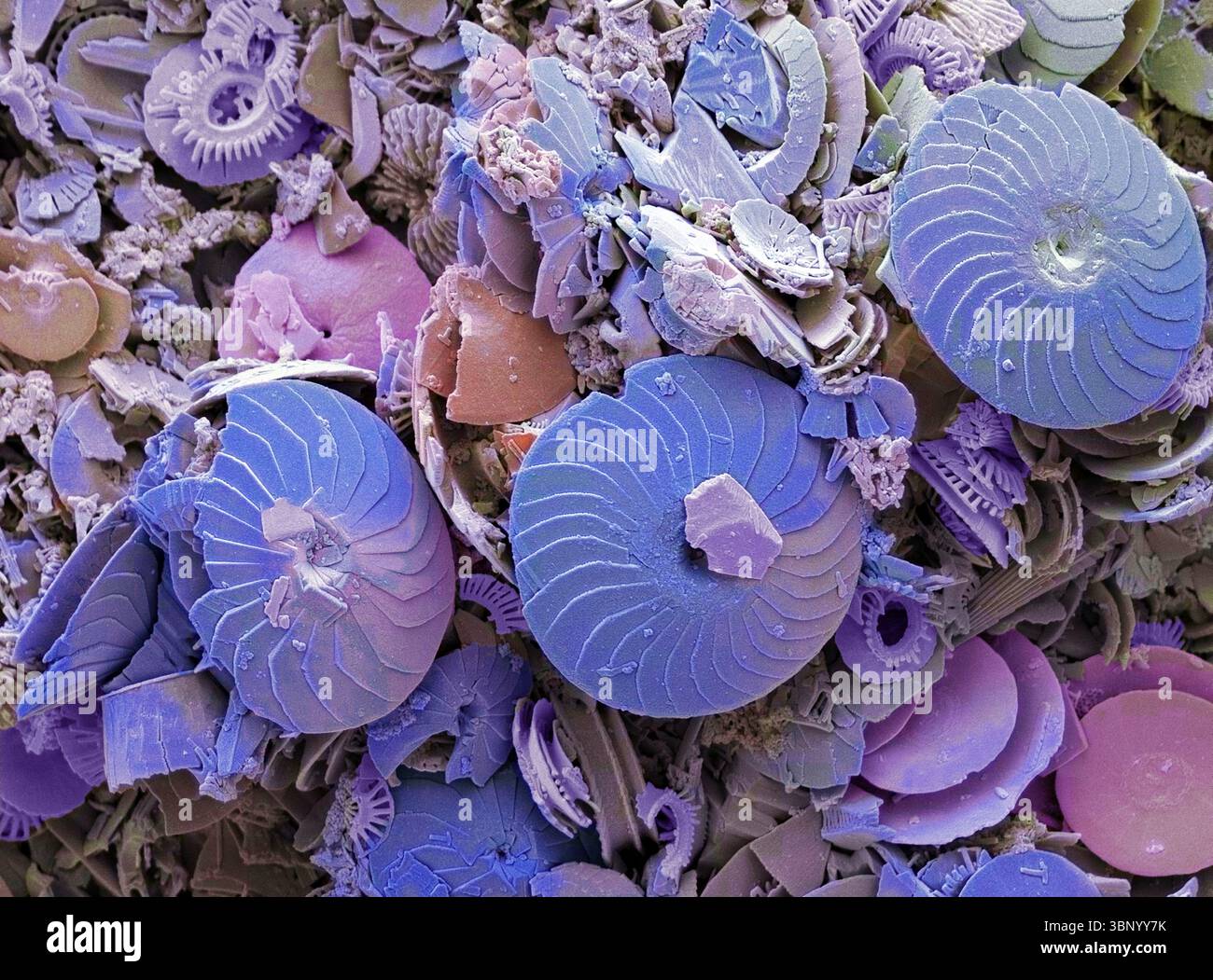 Coccoliths. Scanning electron micrograph (SEM) of coccoliths from ...