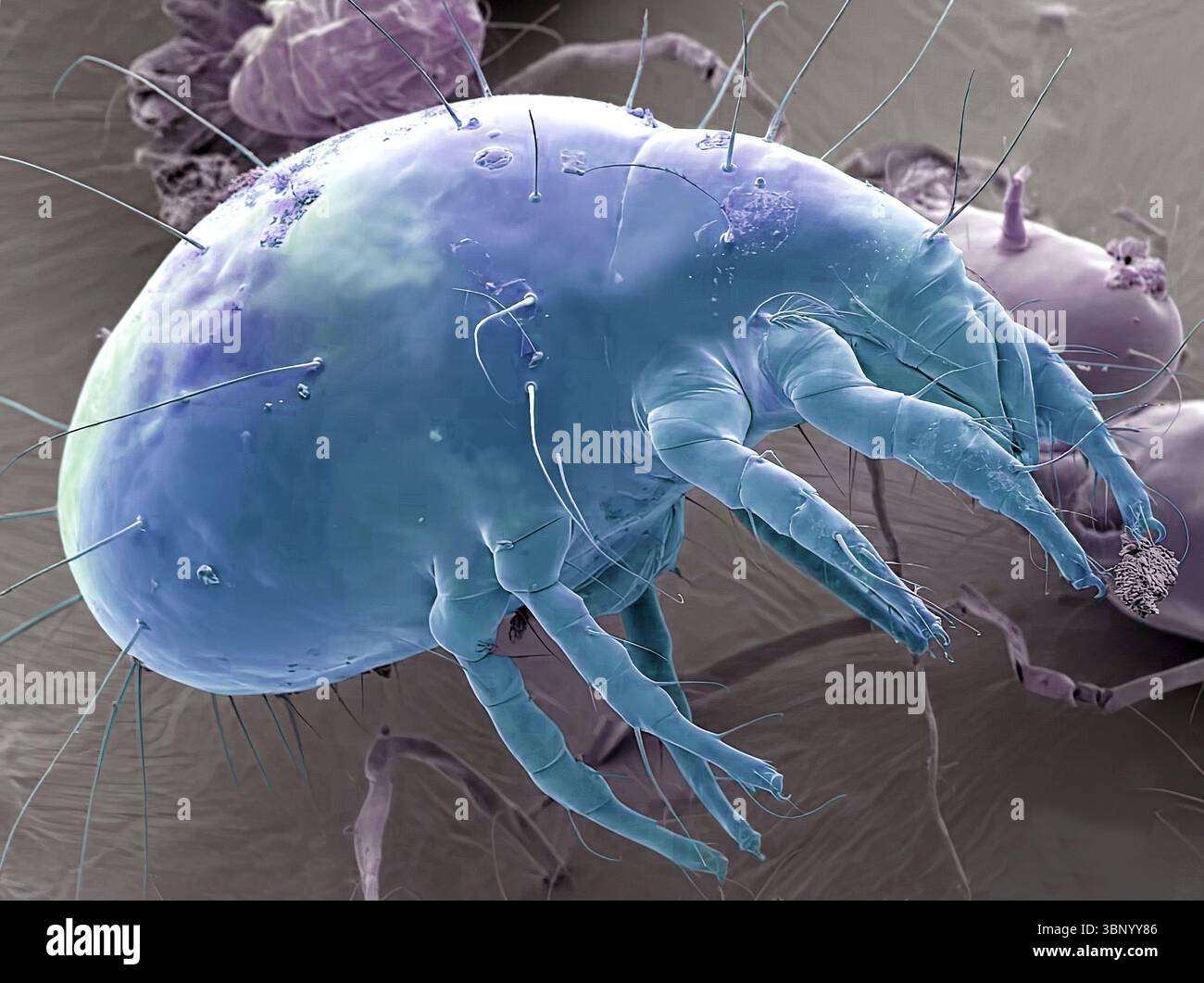 Dust mite. Coloured scanning electron micrograph (SEM) of a house dust ...