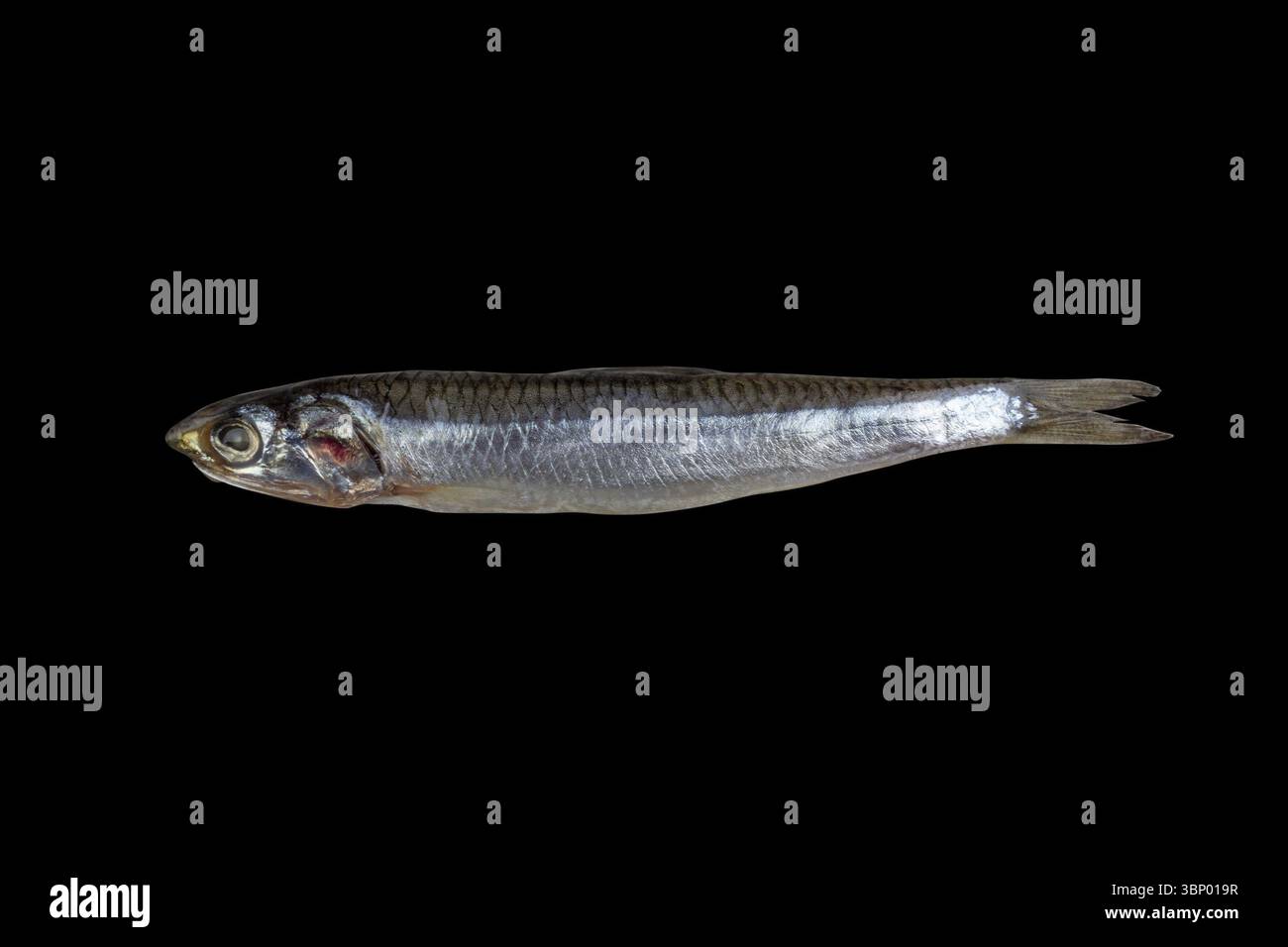 Salted fish european anchovy isolated on a black background Stock Photo ...