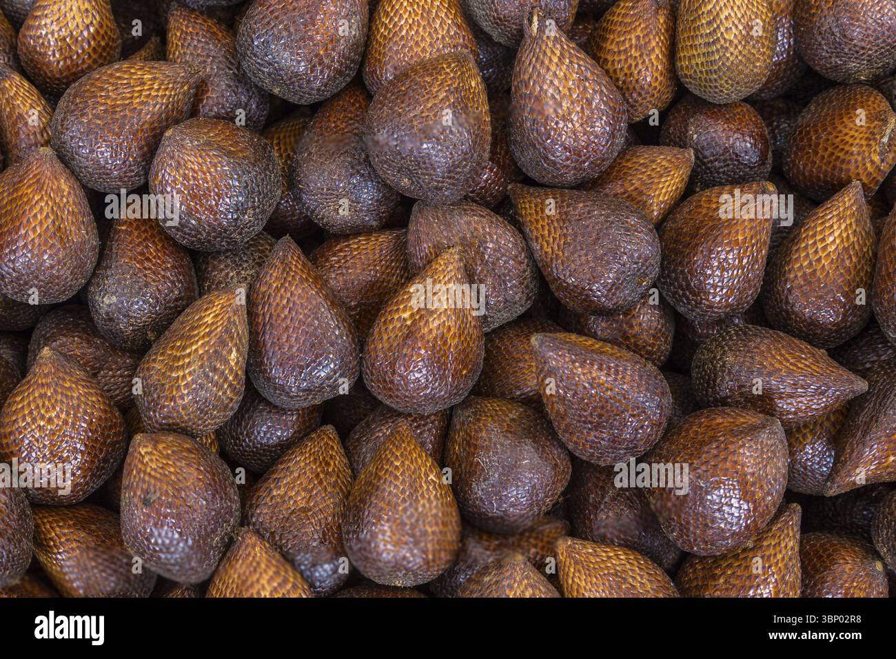 Salak fruit on tree hi-res stock photography and images - Alamy