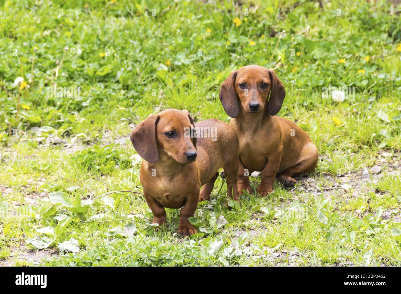 Dog of breed dachshund of a brown color Stock Photo - Alamy