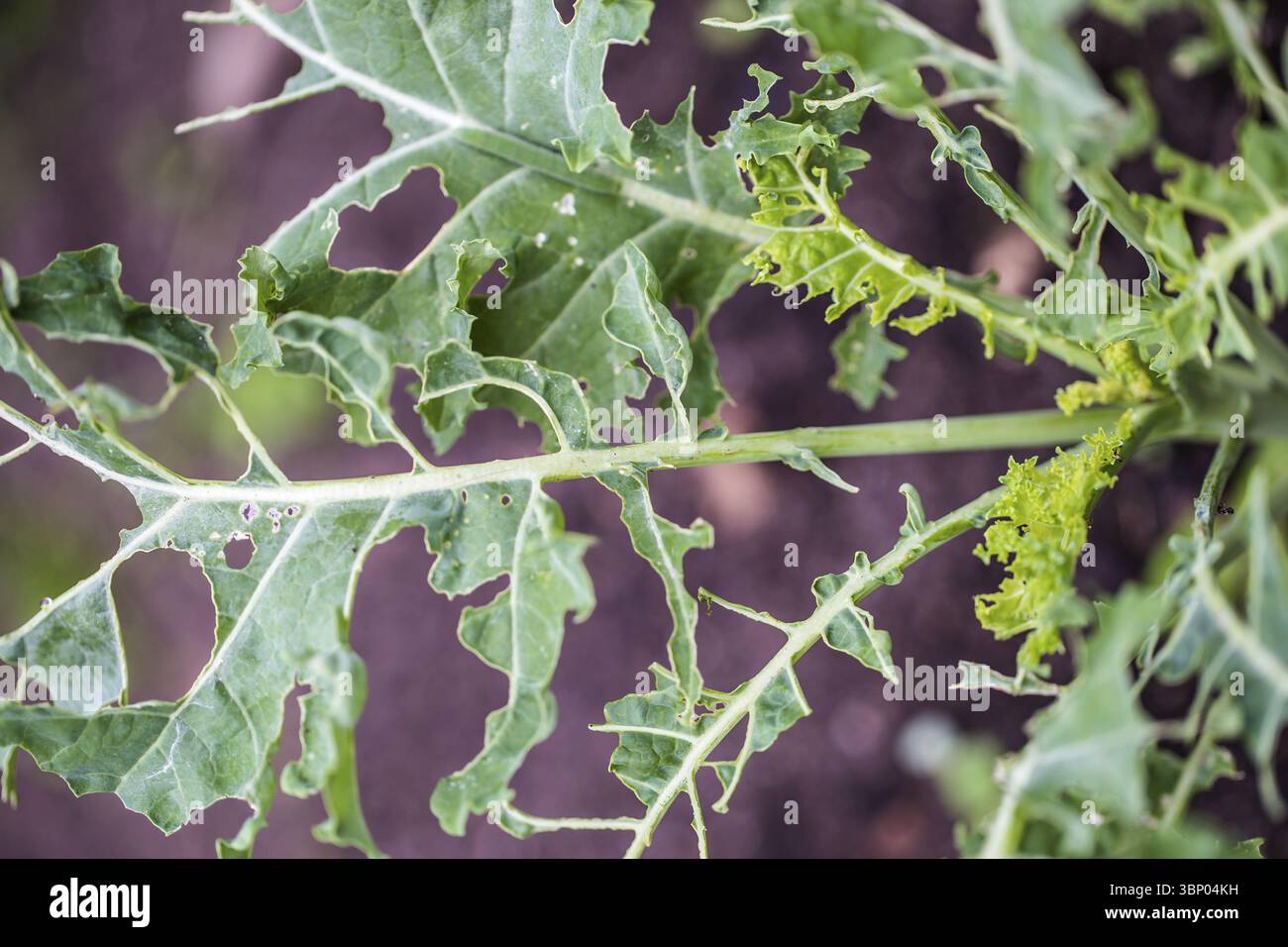 Kale leaves eaten away by caterpillars outdoors in the vegetable garden ...