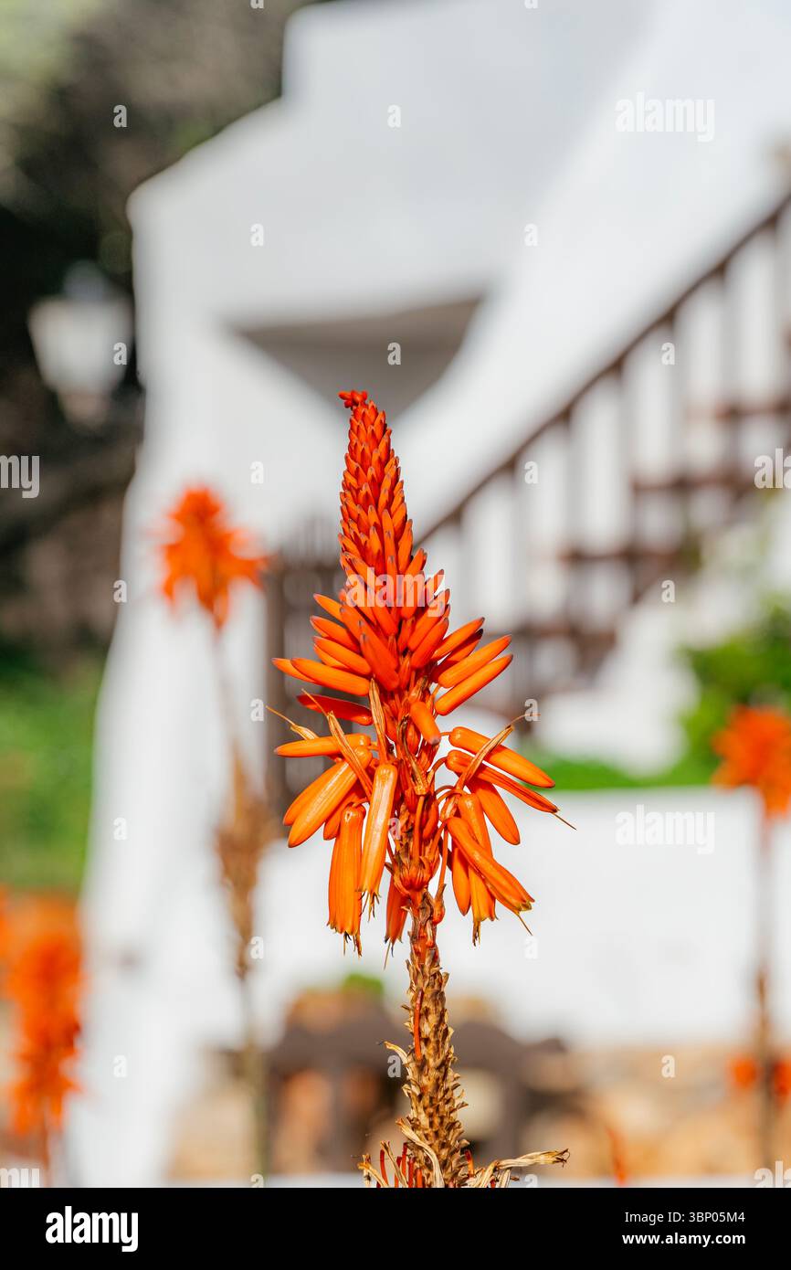 Vibrant Orange Aloe Vera Flower, Mediterranean Garden, Whitewashed ...