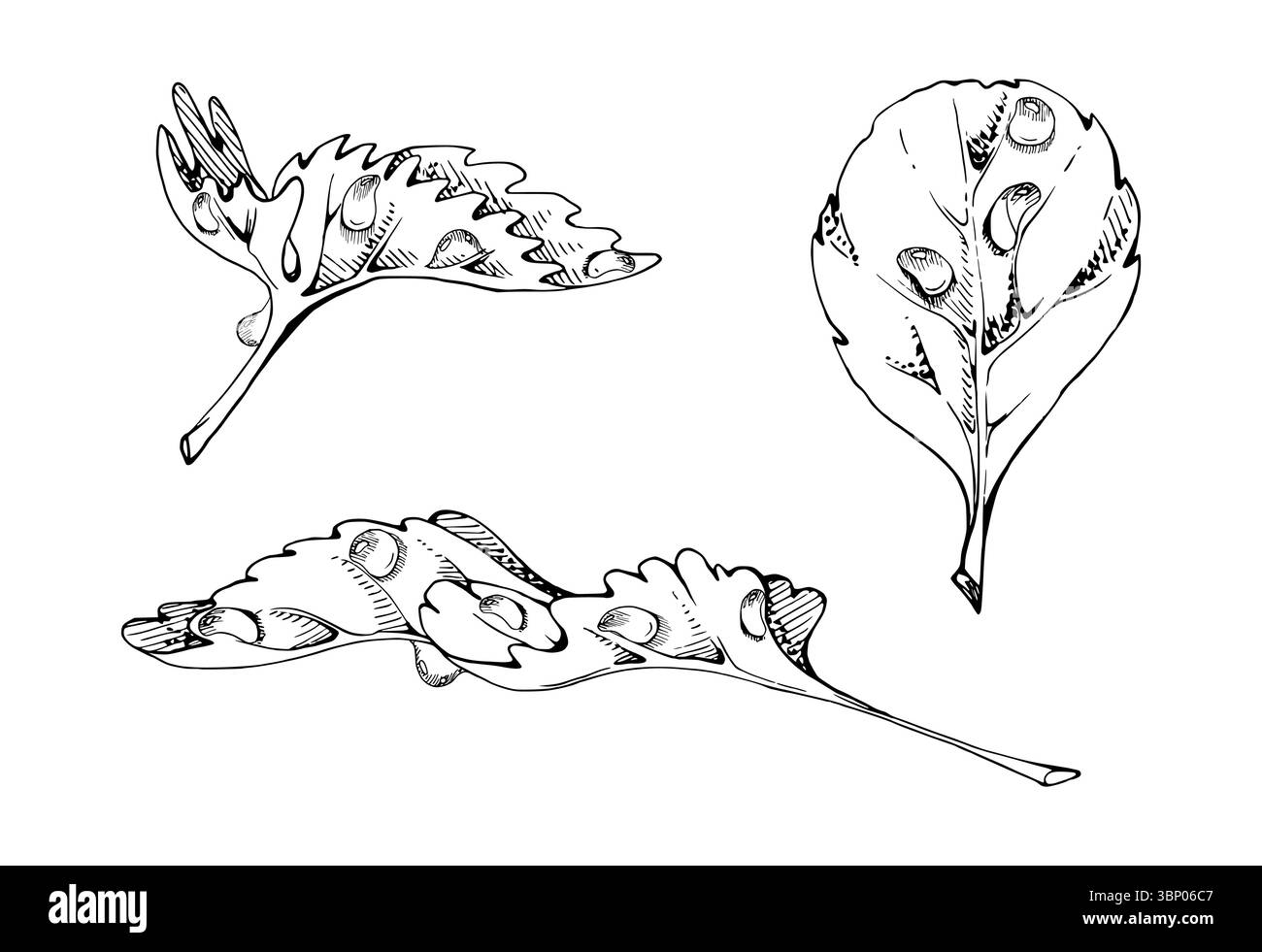 Water edge greenery Stock Vector Images - Alamy