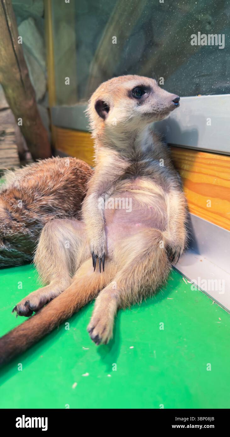 Content and Relaxation: A Playful Meerkat Enjoys a Laid-Back Moment ...