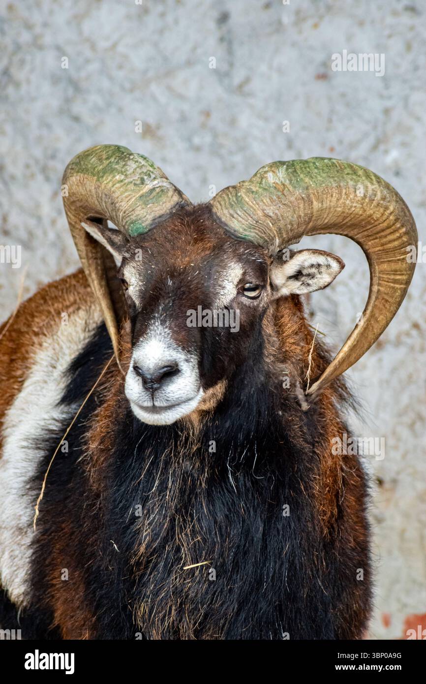 Wild sheep portrait with spiral horns and rugged fur captured in sharp ...