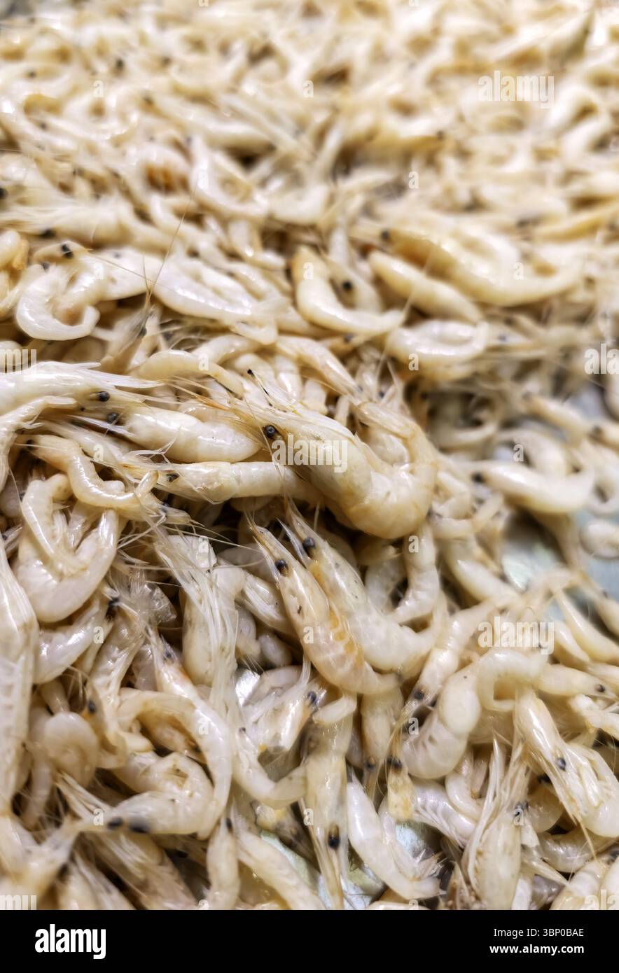 Shrimp in fisheries, crustaceans and aquatic animals, industry Stock ...
