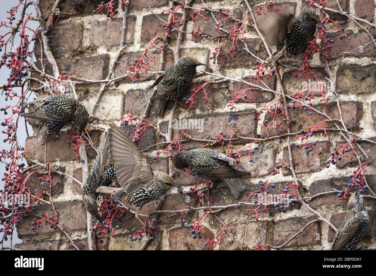 Starlings in north america hi-res stock photography and images - Alamy