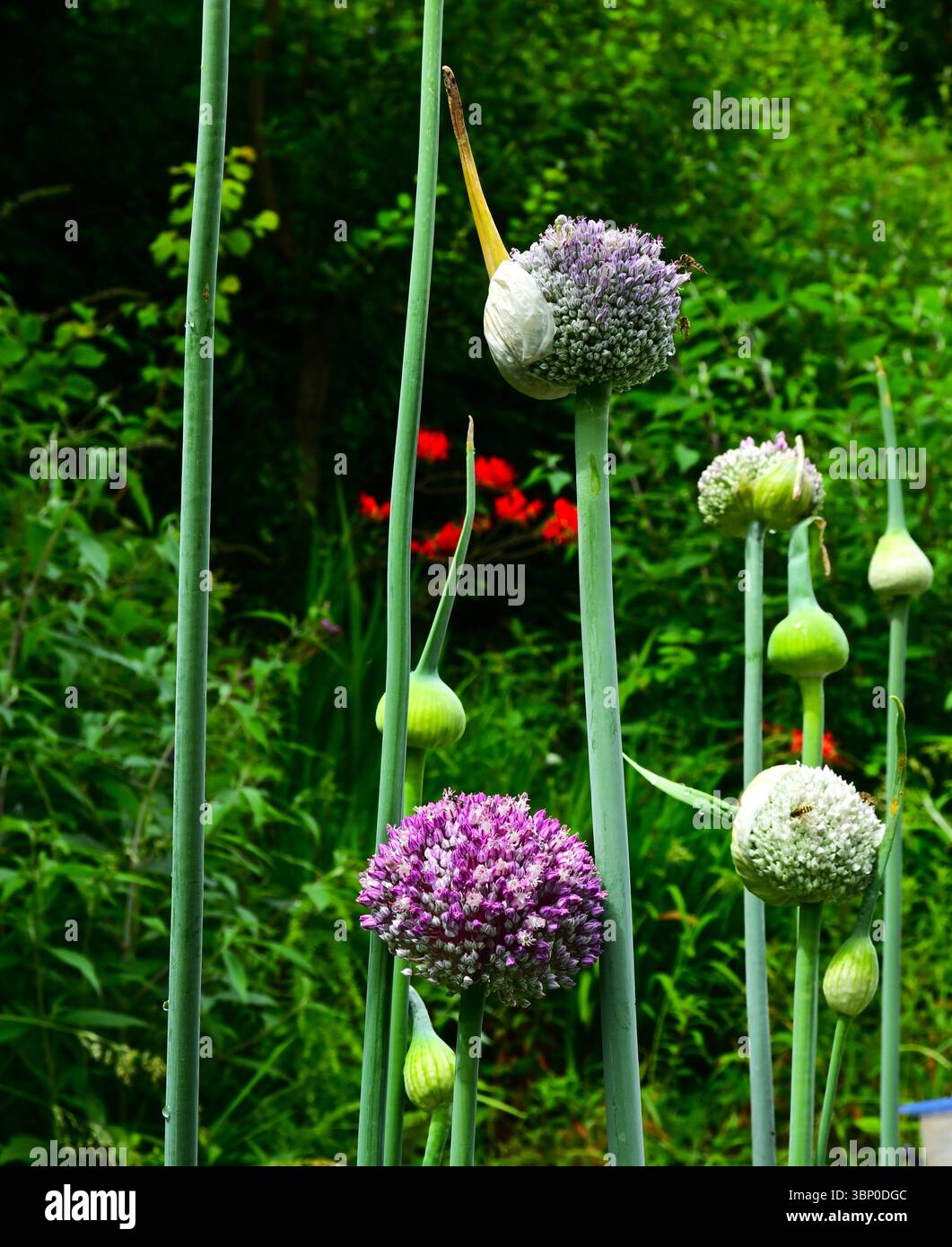 Garden Leeks left to go to seed (bolting) with tall stems and beautiful ...