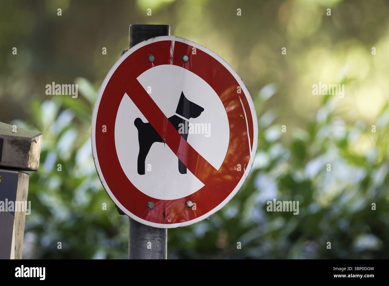 A slightly bent sign saying no dogs at the entrance to a park against a ...