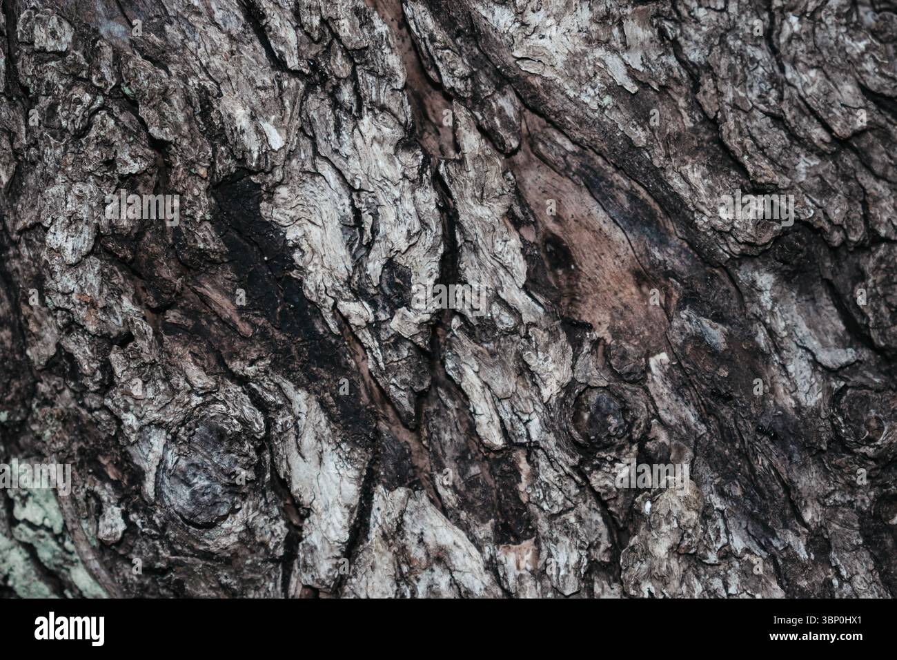 Various organic textures hi-res stock photography and images - Alamy