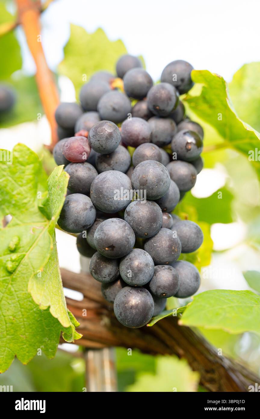 Blue Pinot Noir riesling wine grapes growing on vine, vineyard in Trier ...