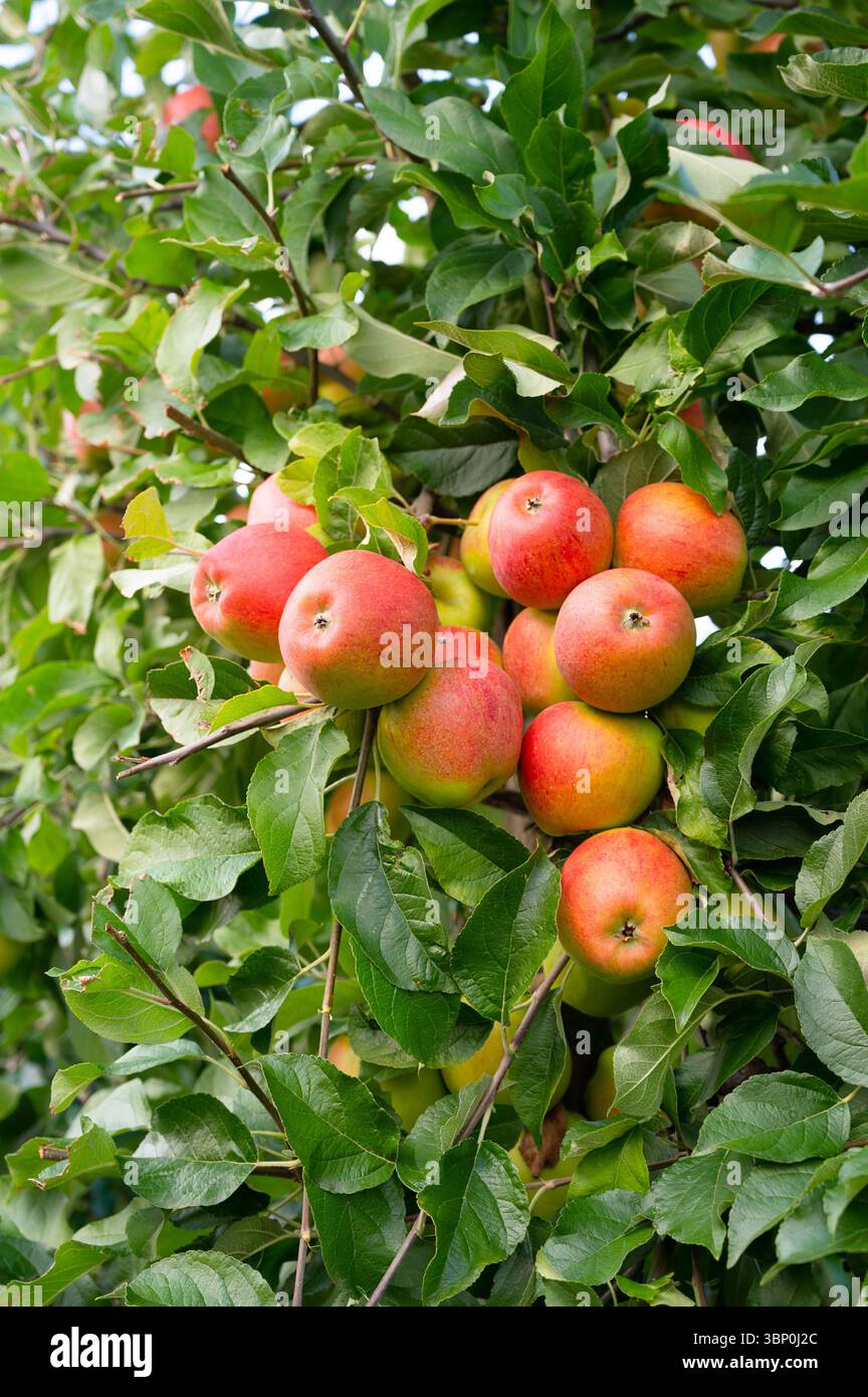 Apple tree with red ripe healthy fruits, plantation of apples, harvest ...