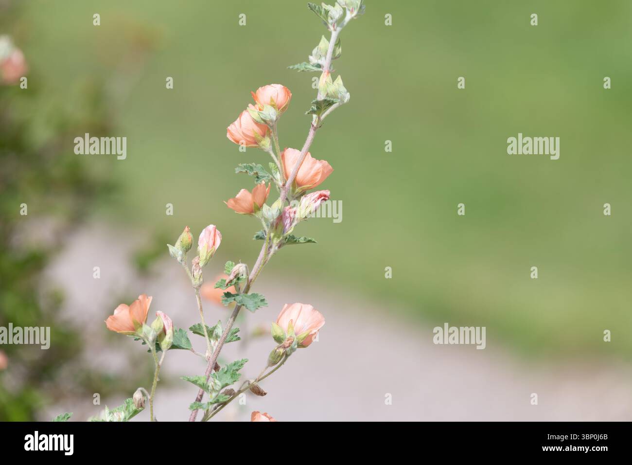 Sphaeralcea 'childerley' hi-res stock photography and images - Alamy