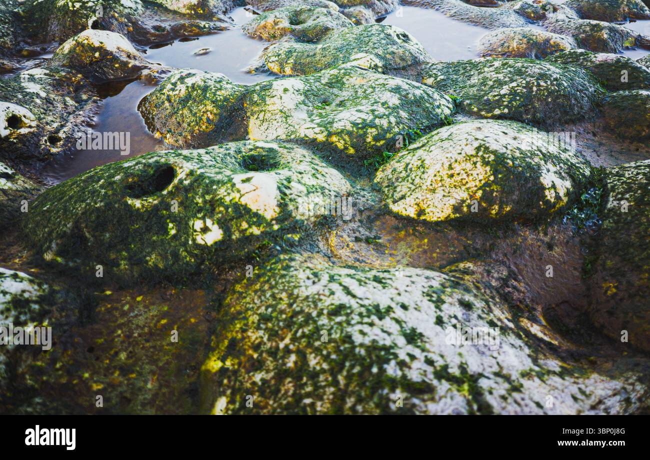 Water surface covered algae hi-res stock photography and images - Alamy
